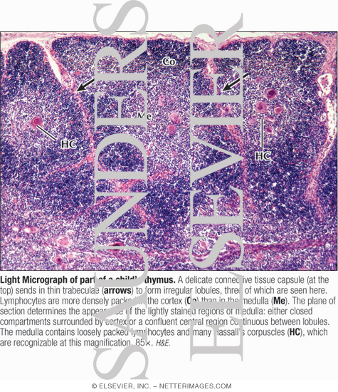 Light Micrograph of Part of a Child’s Thymus
