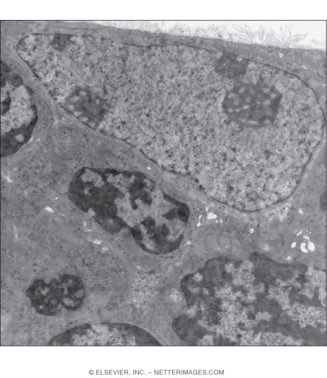 Electron Micrograph of the Cortex of the Thymus