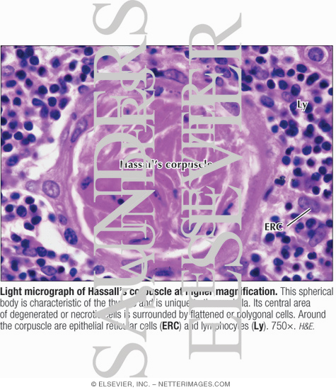 Light Micrograph of Hassall’s Corpuscle at Higher Magnification