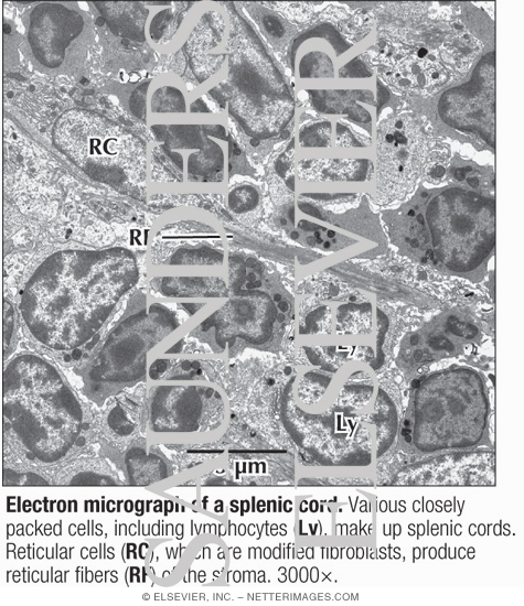 Higher Power Light Micrograph of Red Pulp