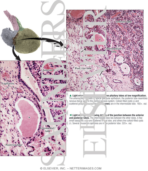 Light Micrograph Showing the Three Pituitary Lobes at Low Magnification ...