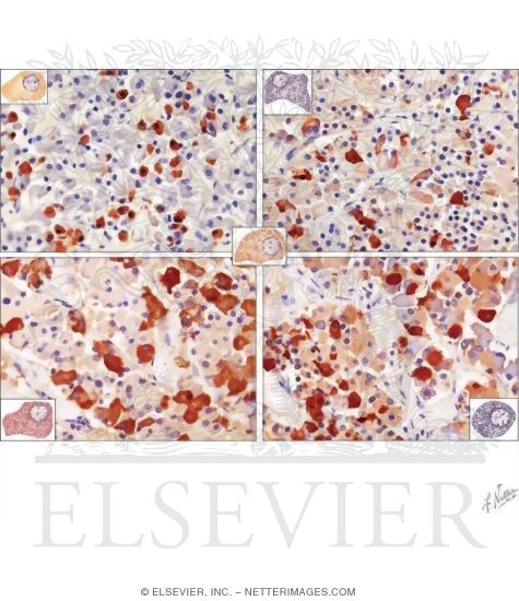 Light Micrographs of Pars Distalis Immunostained to Show Different ...