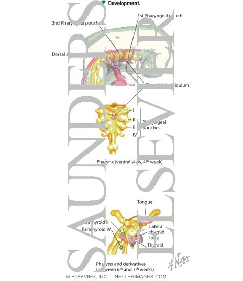 Development of the Thyroid and Parathyroid Glands