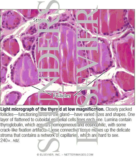 Light Micrograph of the Thyroid at Low Magnification
