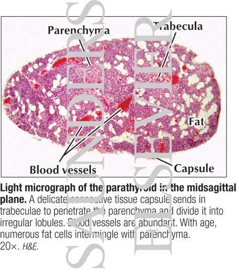 parathyroid slide histology