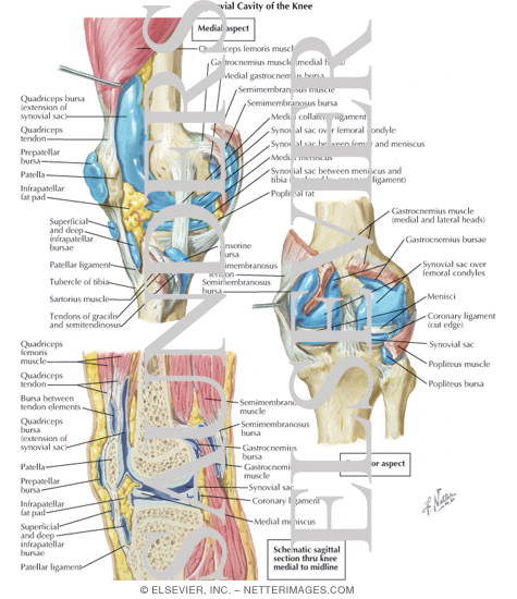 Disorders of the Knee
