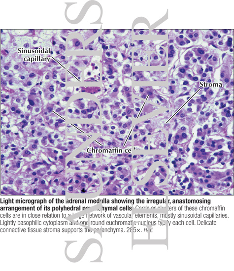 Chromaffin Cells Histology