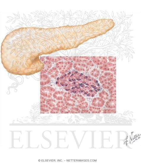 Relative Density of Distribution of Islets In Various Parts of the Pancreas