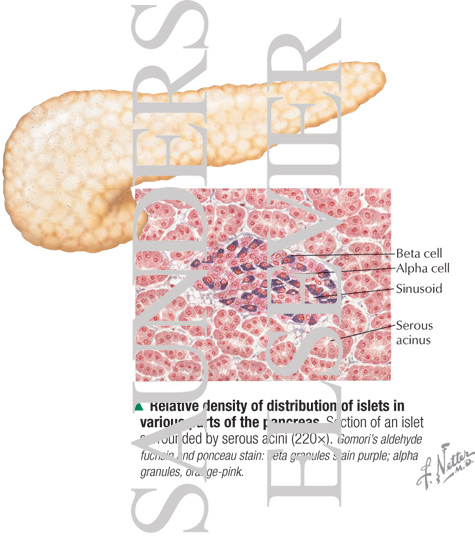 Relative Density of Distribution of Islets In Various Parts of the Pancreas