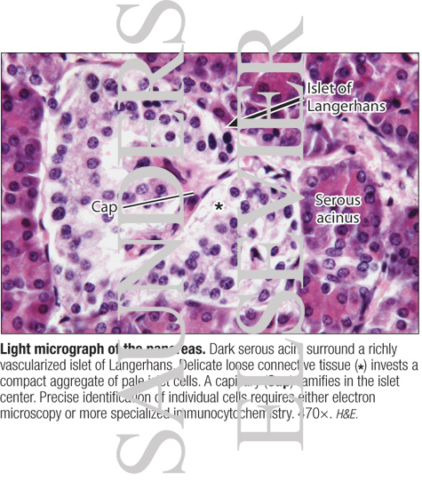 Light Micrograph of the Pancreas