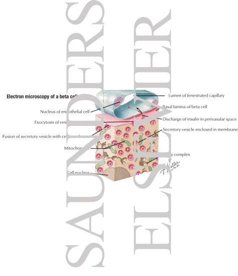 Electron Microscopy of the Beta Cell