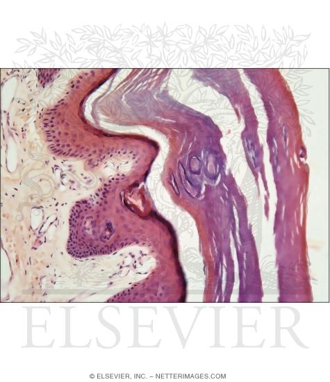 Light Micrograph of the Dermoepidermal Junction