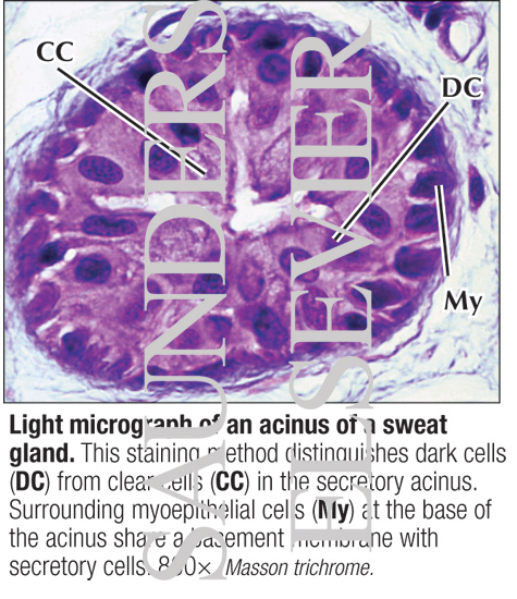 Light Micrograph of an Acinus of a Sweat Gland