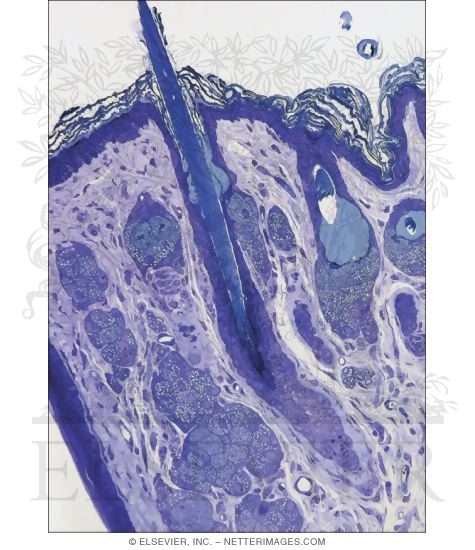 Light Micrograph of Thin Skin of the Eyelid