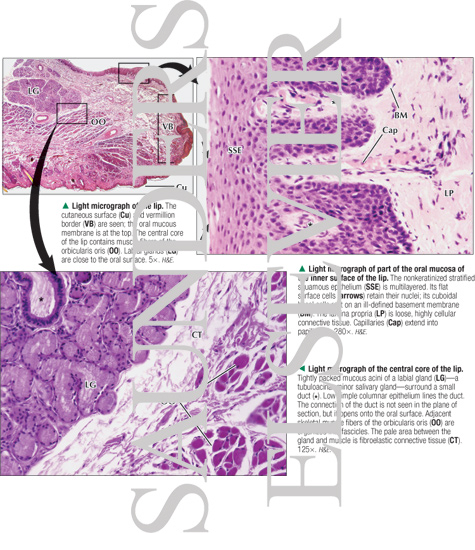 Light Micrograph of the Lip With Light Micrograph of Part of the Oral ...