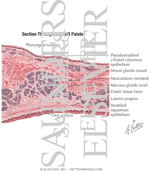 Section Through the Soft Palate With Light Micrograph of the Oral ...