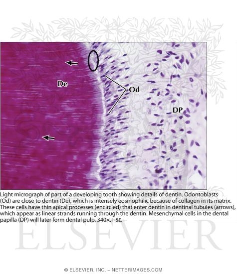 Light Micrograph of Part of a Developing Tooth Showing Details of Dentin