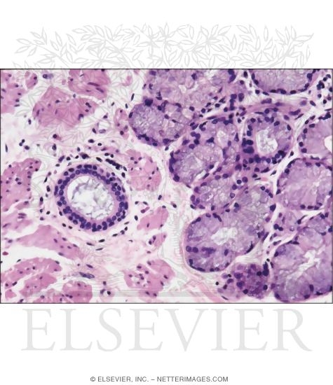 Higher Magnification Light Micrograph of a Submucosal Gland In the ...