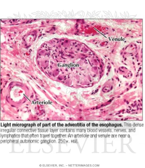 Esophagus Slide Labeled Adventitia