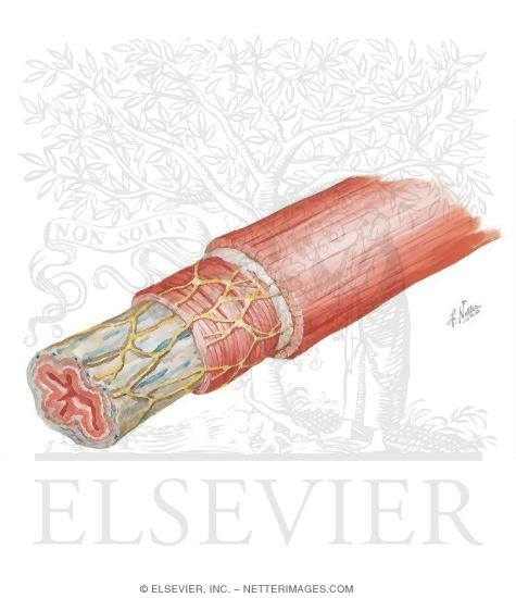 Innervation of the Esophagus