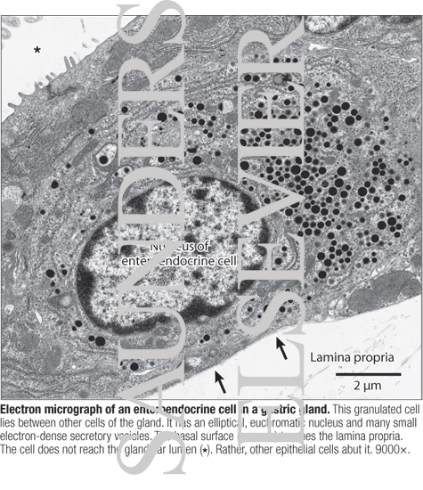 Electron Micrograph of an Enteroendocrine Cell In a Gastric Gland