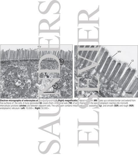 Electron Micrographs of Enterocytes at Low (Left) and High (Right ...