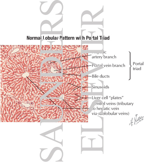 Normal Lobular Pattern With Portal Triad
