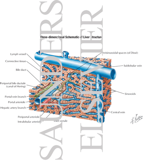 Liver Structure: Schema Liver Ultrastructure Metabolism ...