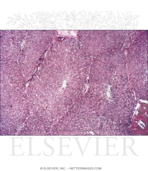 Light Micrograph of the Liver at Low Magnification Showing Approximate ...