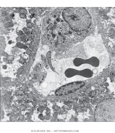 Electron Micrograph of a Hepatic Sinusoid In Transverse Section