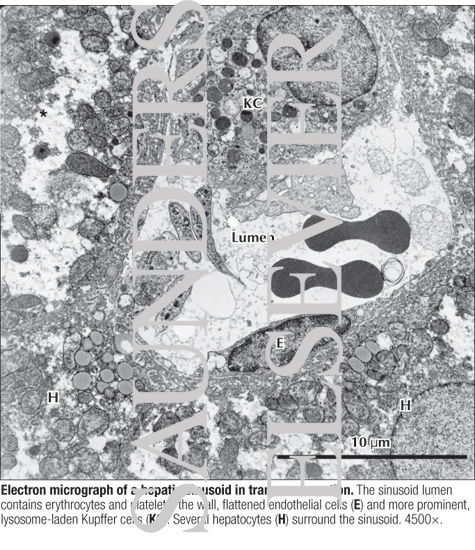 Electron Micrograph of a Hepatic Sinusoid In Transverse Section