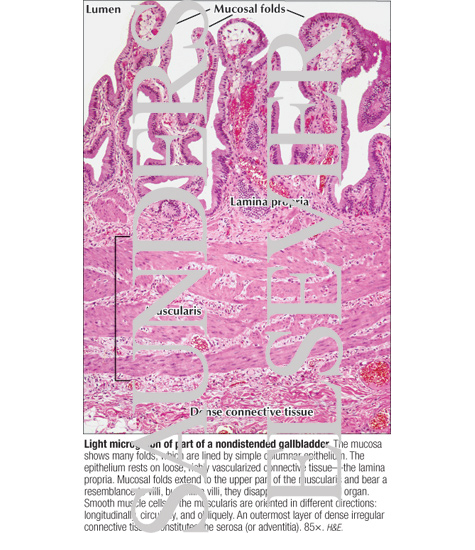 Light Micrograph of Part of a Nondistended Gallbladder