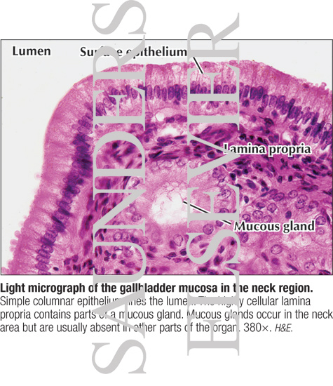 Light Micrograph of the Gallbladder Mucosa In the Neck Region