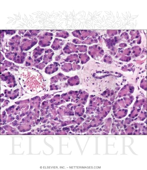 Light Micrograph of the Exocrine Pancreas at Low Magnification