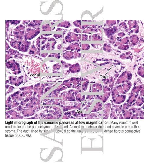 Pancreas Gland Microscope