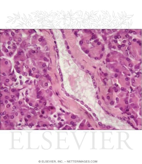 Light Micrograph of the Exocrine Pancreas at High Magnification