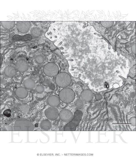 Electron Micrograph of the Lumen of a Pancreatic Acinus
