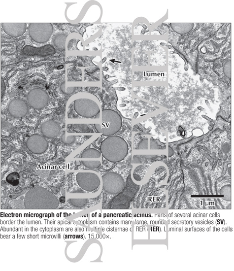 Electron Micrograph of the Lumen of a Pancreatic Acinus