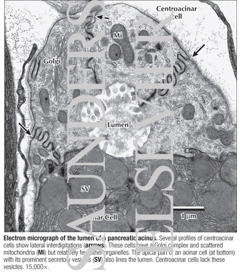 Electron Micrograph of the Lumen of a Pancreatic Acinus