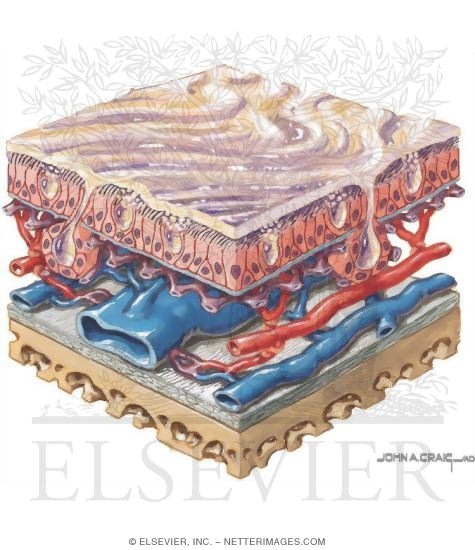 Schematic of the Nasal Or Sinus Wall