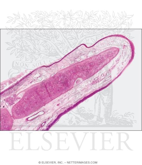 Epiglottis Histology Labeled