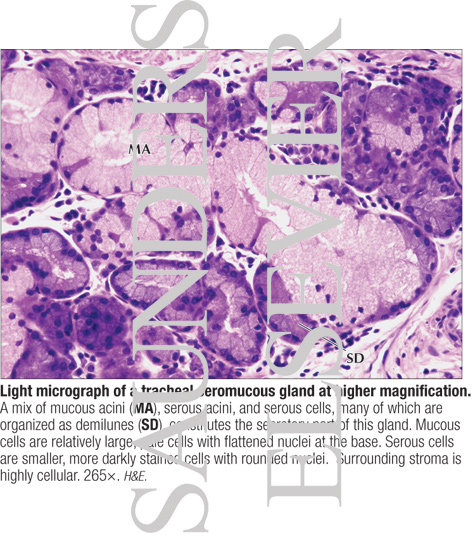 Light Micrograph of a Tracheal Seromucous Gland at Higher Magnification