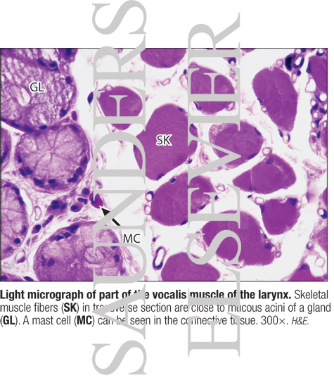 Vocalis Muscle Histology