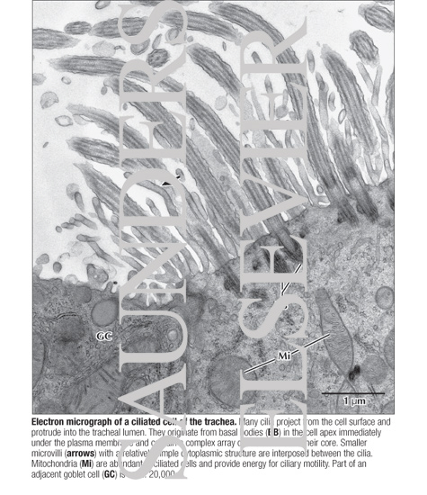 cilia electron micrograph