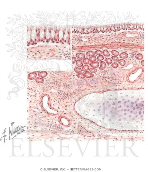 Schematic Section of a Large Bronchus