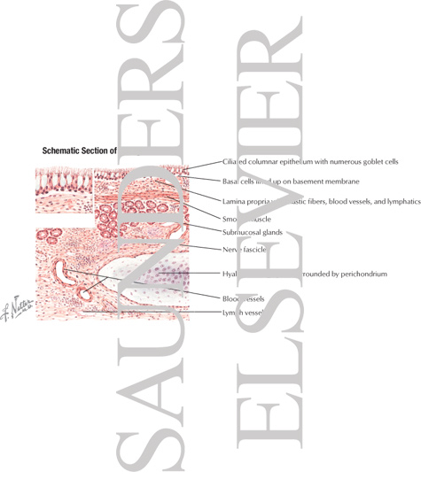 Schematic Section of a Large Bronchus