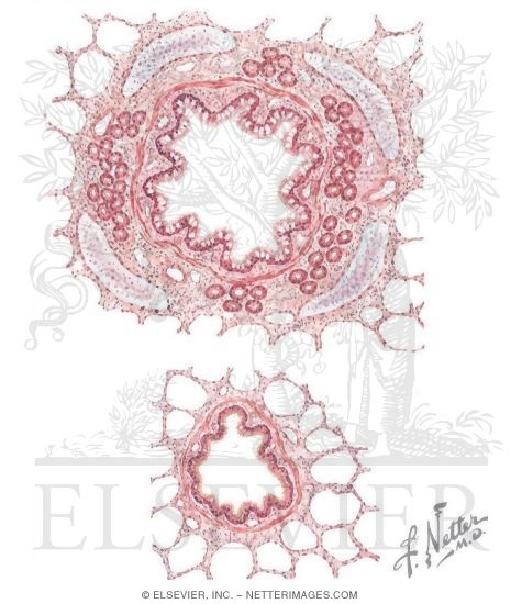 Companion Sections of Medium-sized Bronchus and Bronchiole