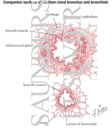 Companion Sections of Medium-sized Bronchus and Bronchiole
