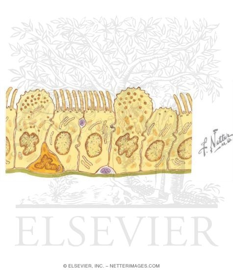 Schematic of an Electron Microscopic View of Bronchiolar Epithelium