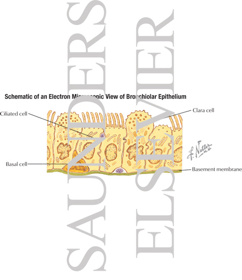 Schematic of an Electron Microscopic View of Bronchiolar Epithelium